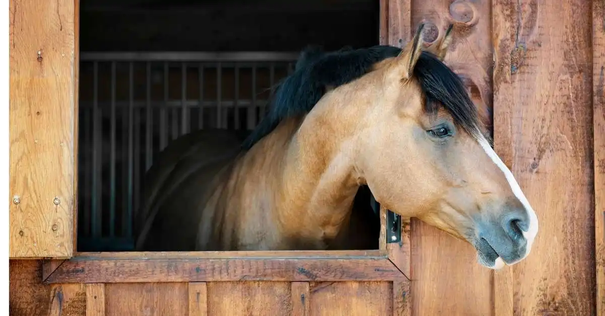 How Long Should a Horse Be Kept in a Stable? (+Stable Size Guide)